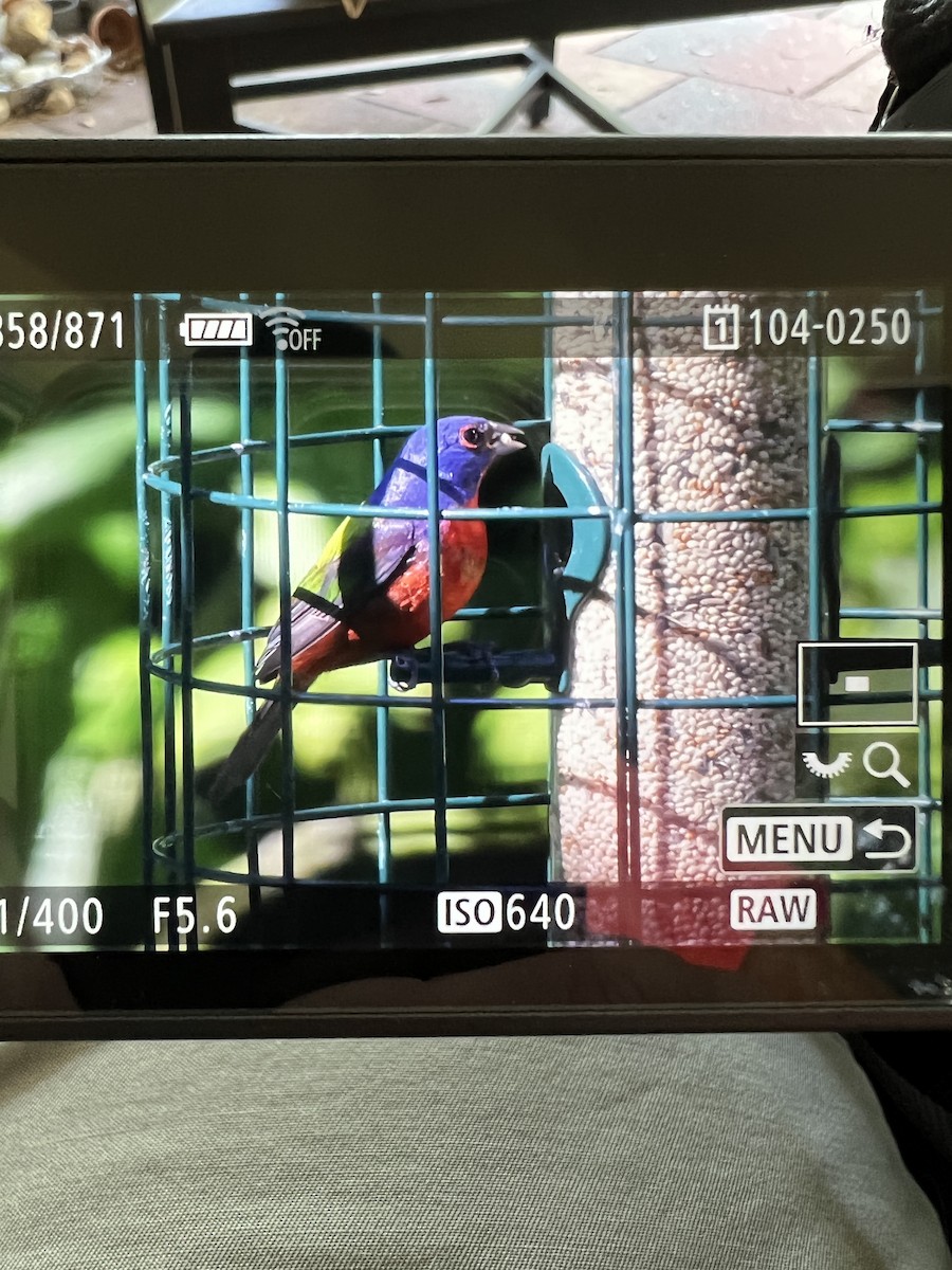 eBird Checklist - 19 Aug 2022 - Pine Lilly Place - 9 species