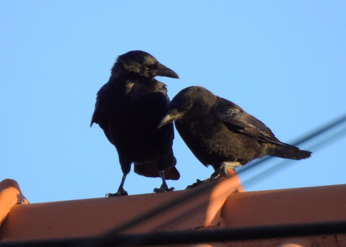 eBird Portugal Checklist - 18 Aug 2022 - Botequim - 14 species (+1 ...