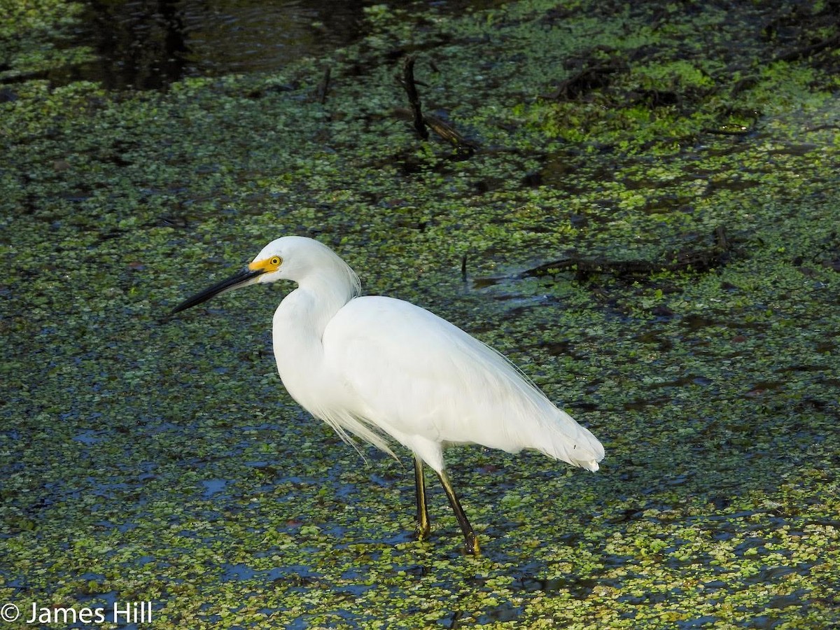 eBird Checklist - 19 Aug 2022 - Cora C. Harrison Preserve - 11 species