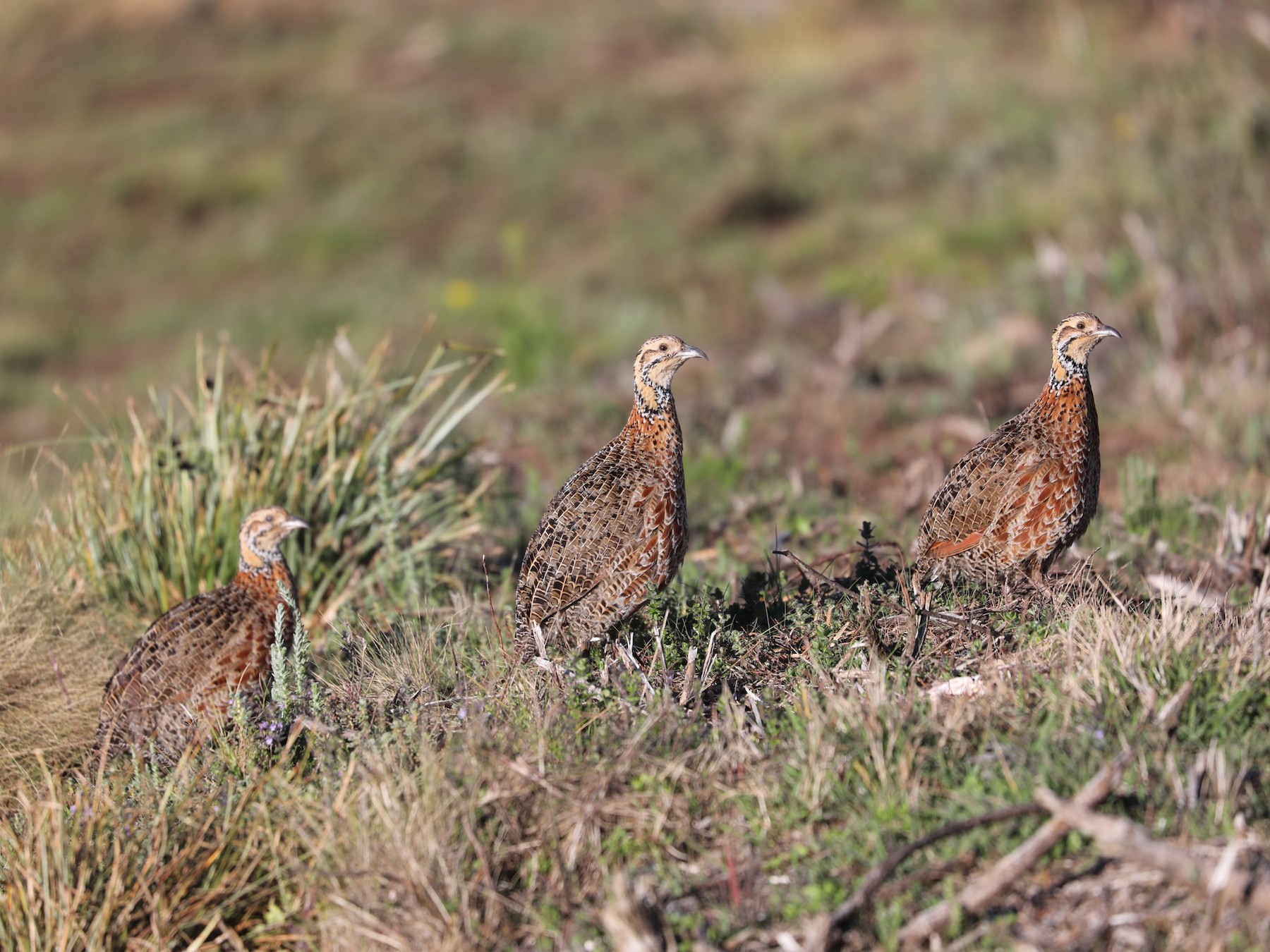 Elgon Francolin - eBird