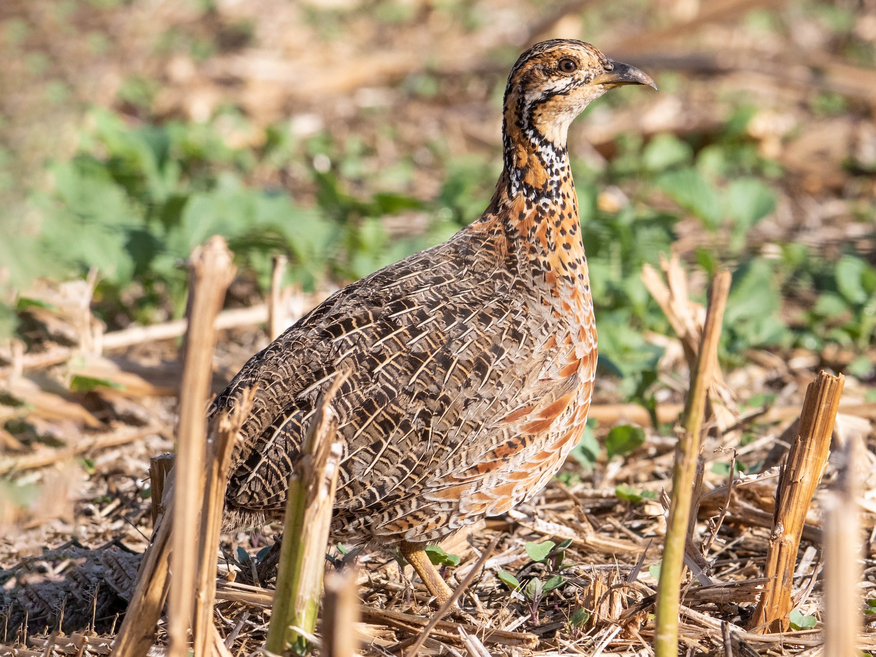 Elgon Francolin - eBird