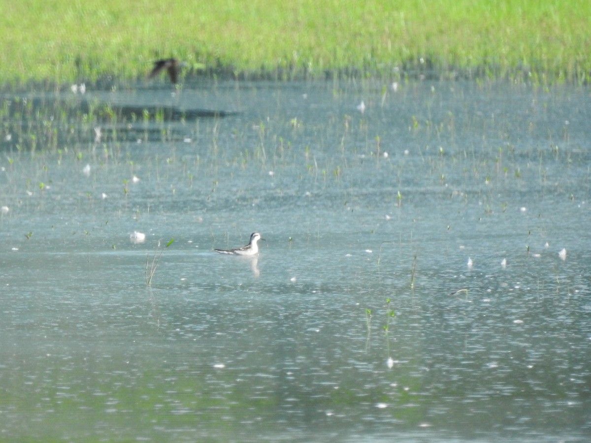 eBird Checklist - 19 Aug 2022 - 600N Shorebird Floodle - 7 species (+1 ...