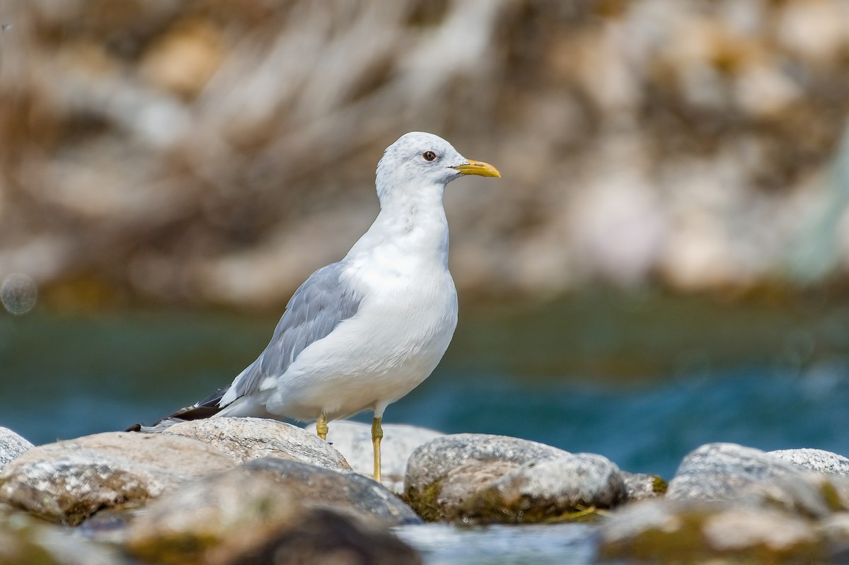 eBird Checklist - 19 Aug 2022 - Calgary--Carburn Park - 52 species