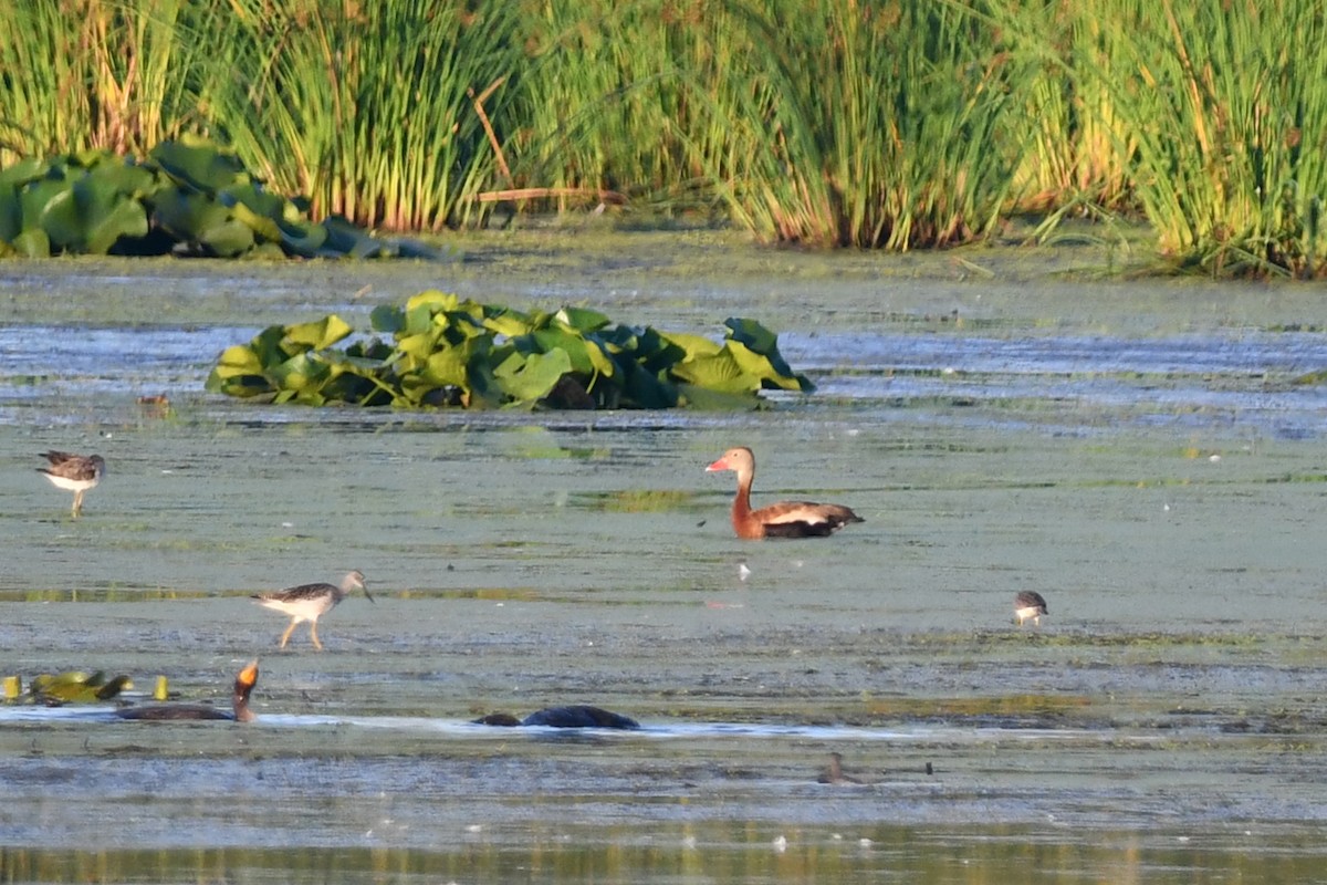 eBird Checklist - 19 Aug 2022 - Whitby--Cranberry Marsh - 38 species