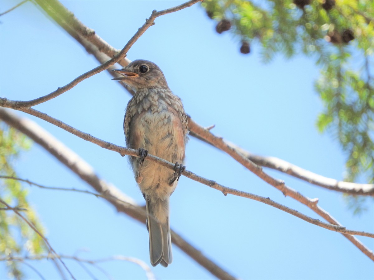 Mass Audubon eBird Checklist - 19 Aug 2022 - Saint Joseph's Cemetery ...
