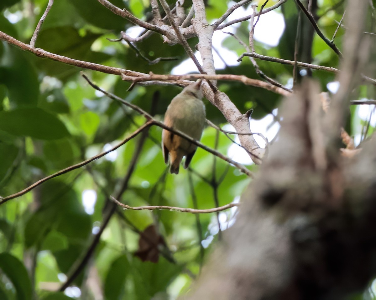 eBird Checklist - 19 Aug 2022 - Manacapuru--Pousada e Balneário ...