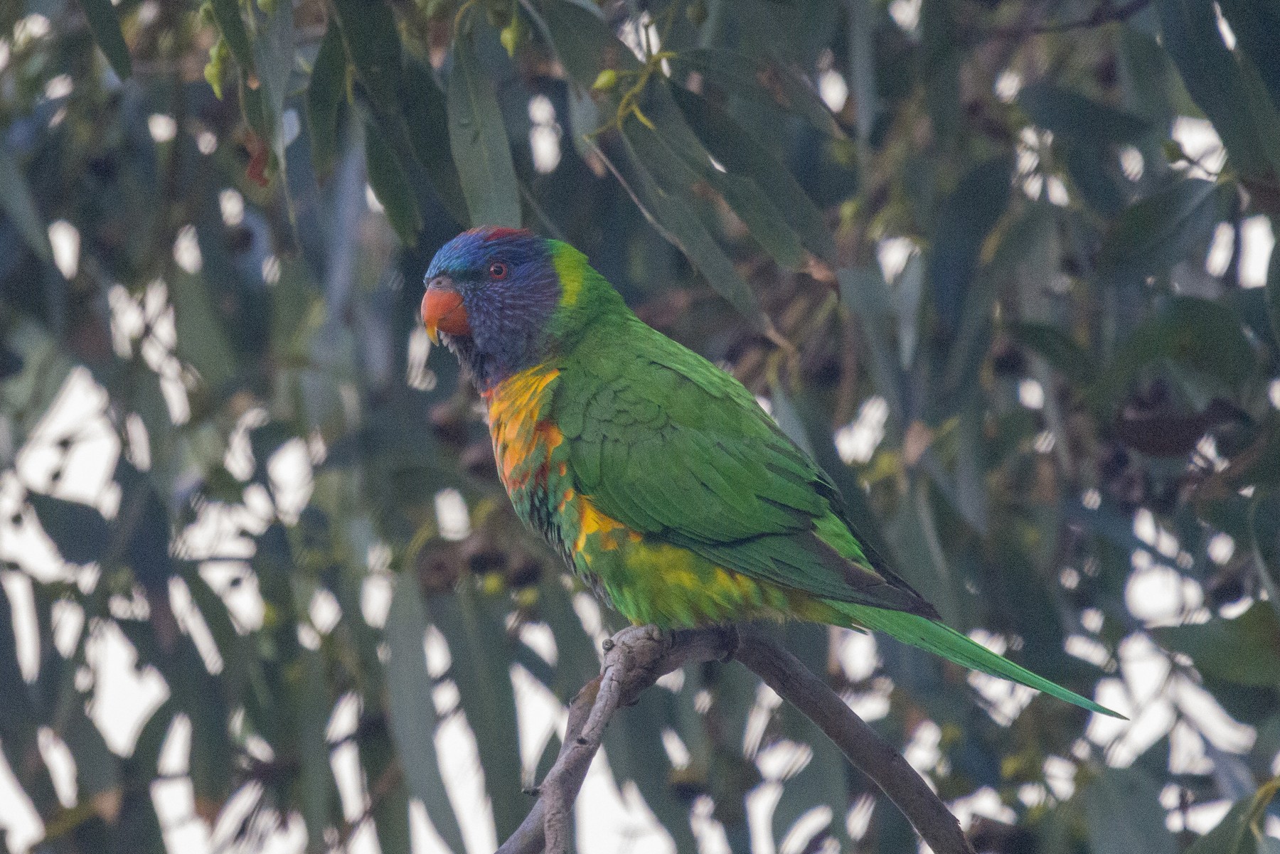 lorikeet sp. (Musk/Rainbow/Scaly-breasted Lorikeet hybrid) - eBird