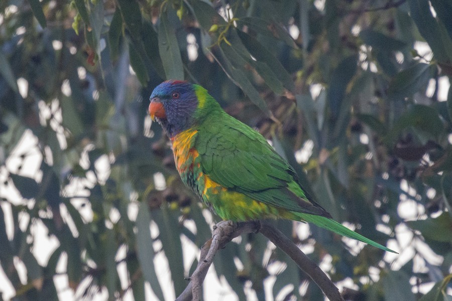 lorikeet sp. (Musk/Rainbow/Scaly-breasted Lorikeet hybrid) - eBird