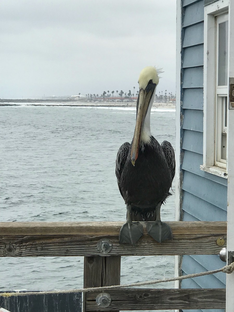 eBird Checklist - 4 Sep 2018 - Oceanside Pier - 2 species