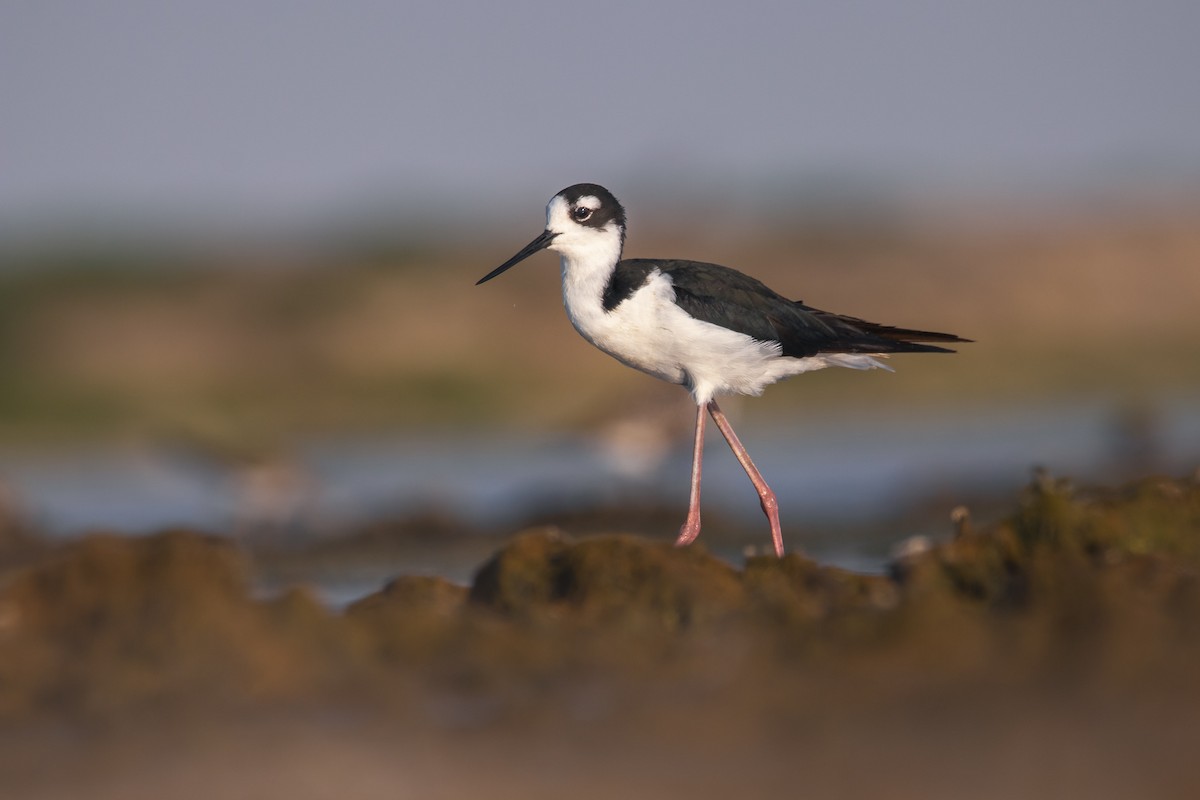 ML476627351 - Black-necked Stilt - Macaulay Library