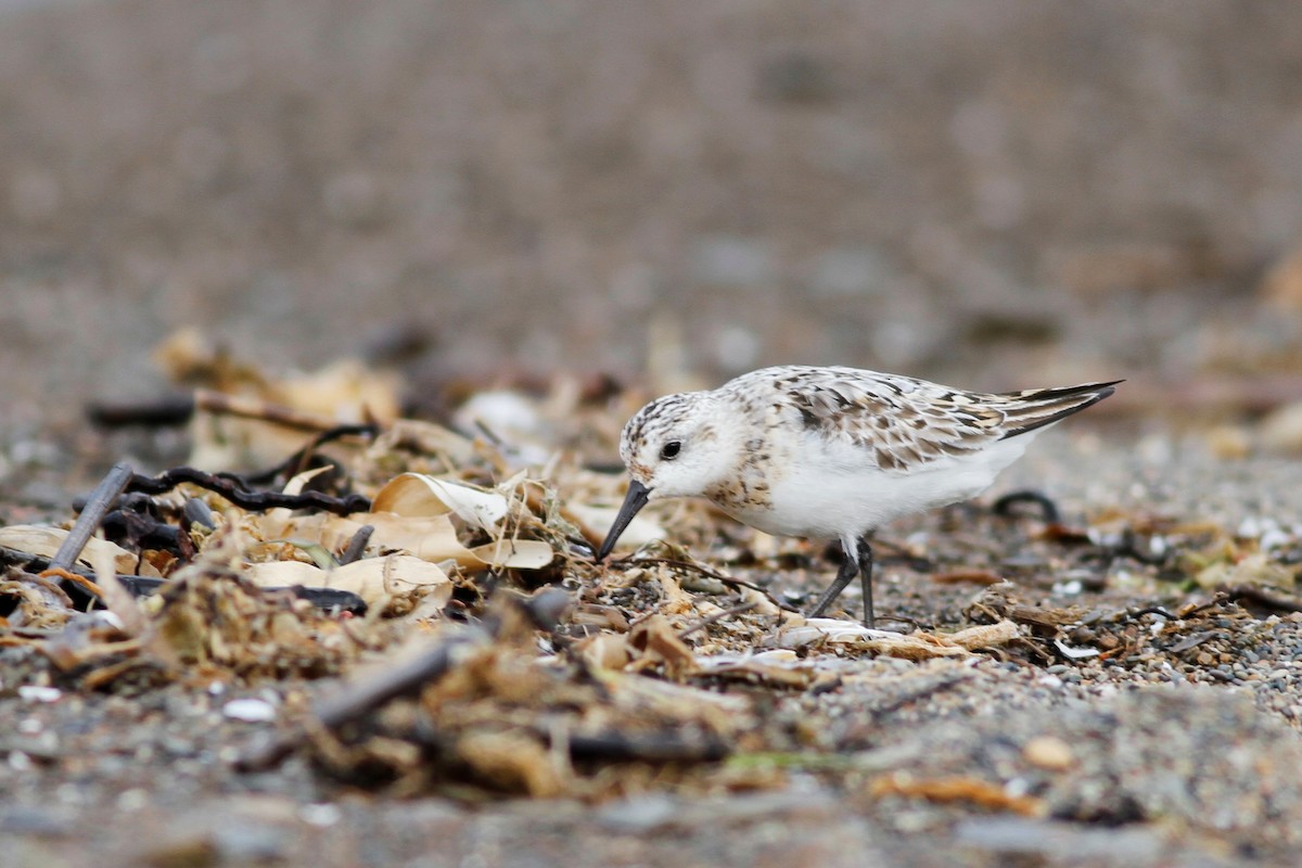eBird Checklist - 15 Aug 2022 - Presque Isle SP--Gull Pt. - 40 species