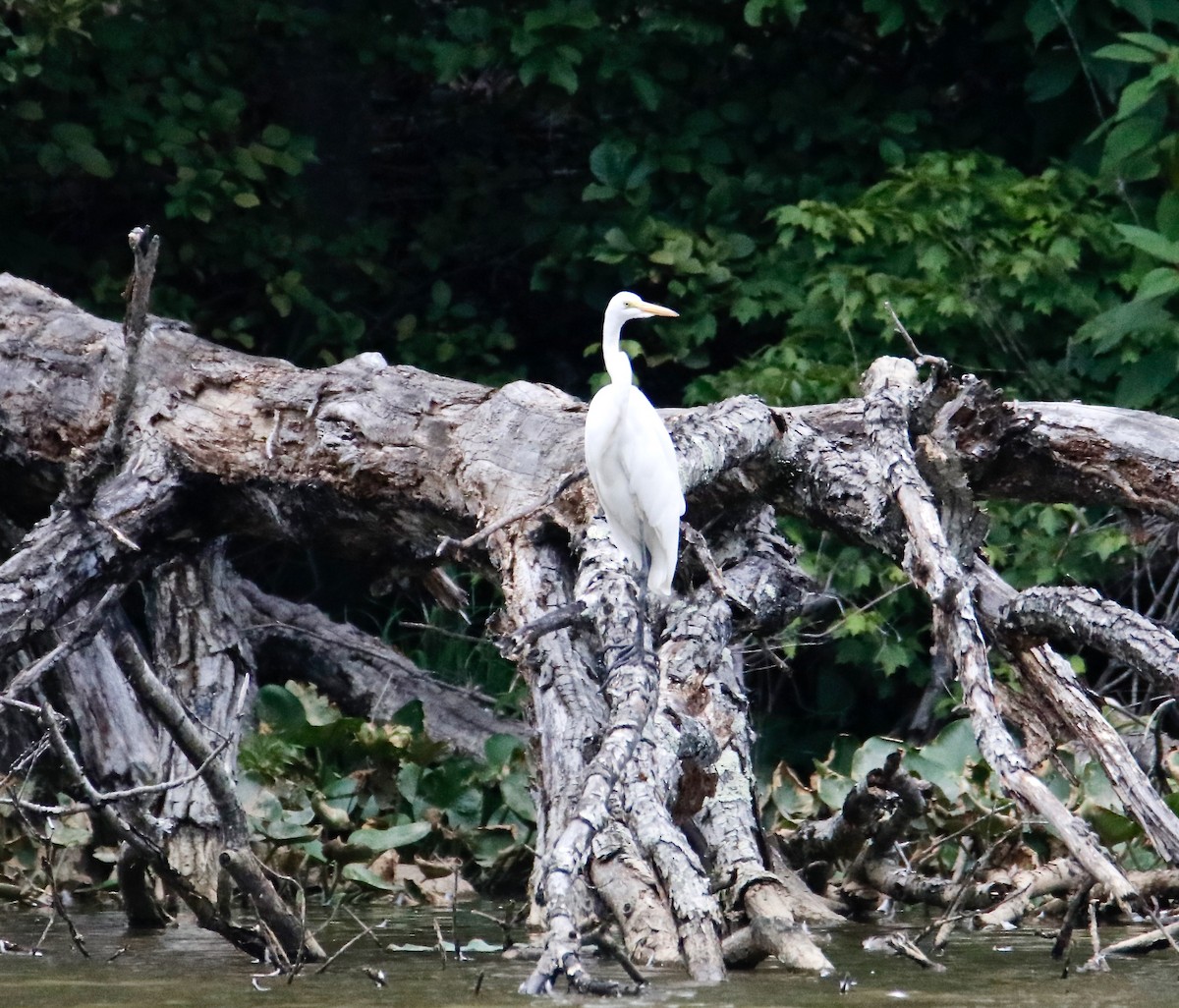 ML476662661 Great Egret Macaulay Library