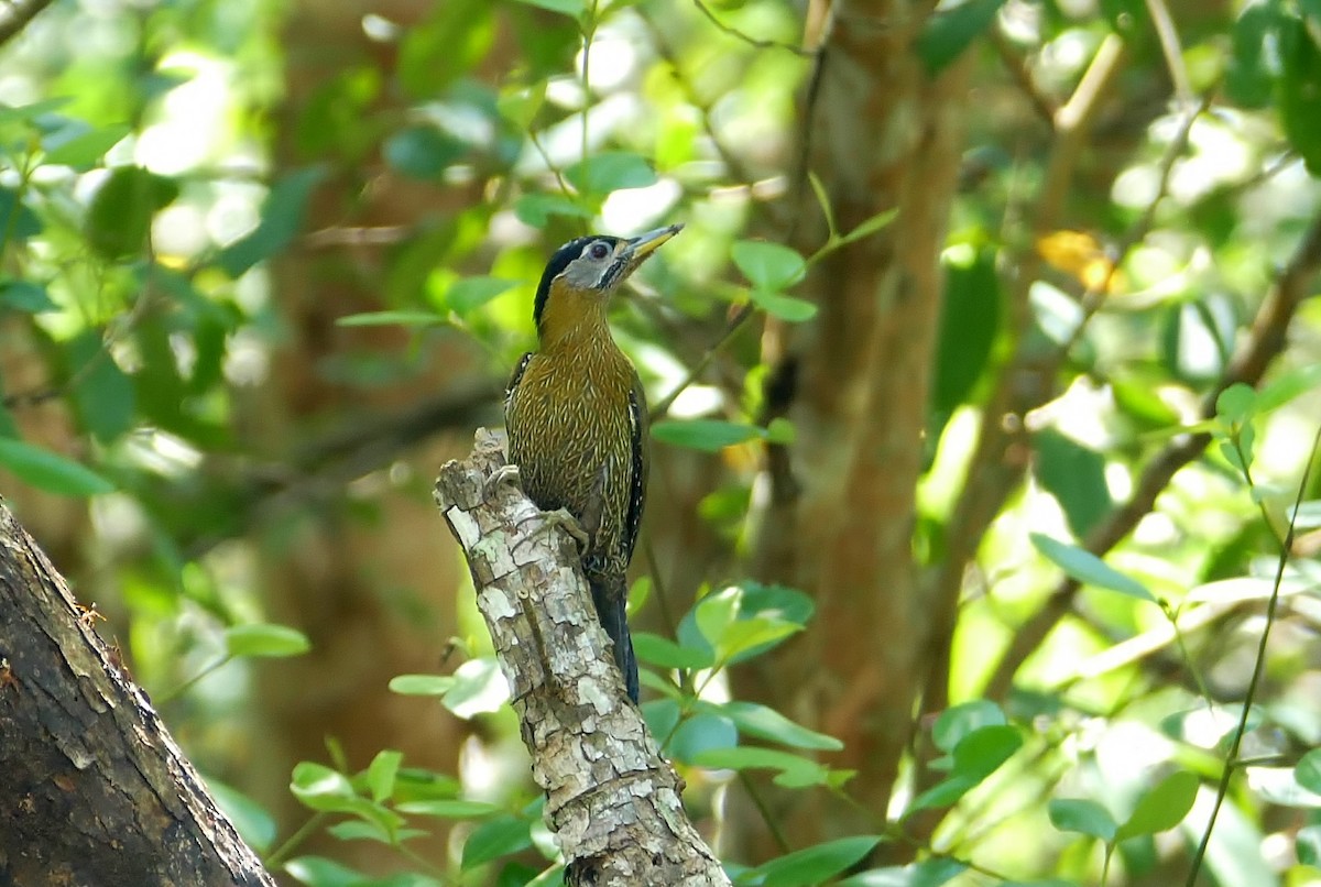 Streak-breasted Woodpecker - Picus viridanus - Birds of the World