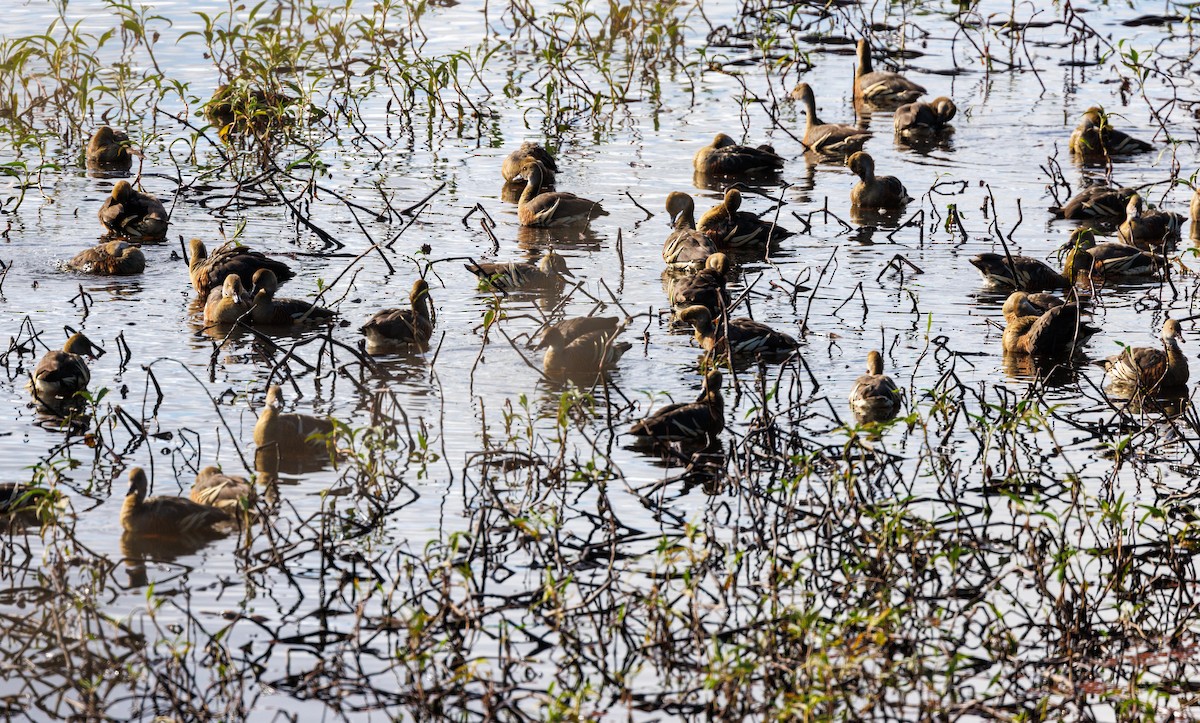 ML476679681 - Plumed Whistling-Duck - Macaulay Library