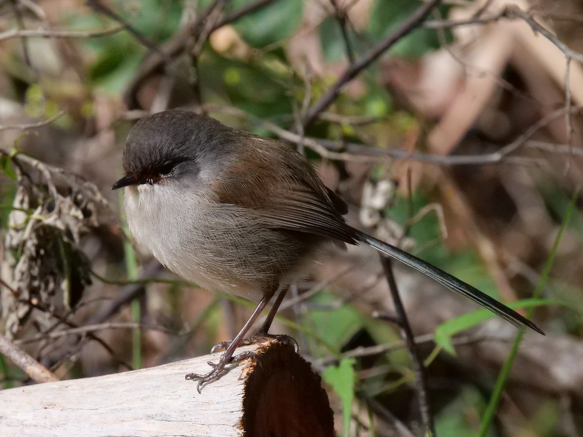 eBird Australia Checklist - 18 Aug 2022 - Big Brook Dam - 4 species