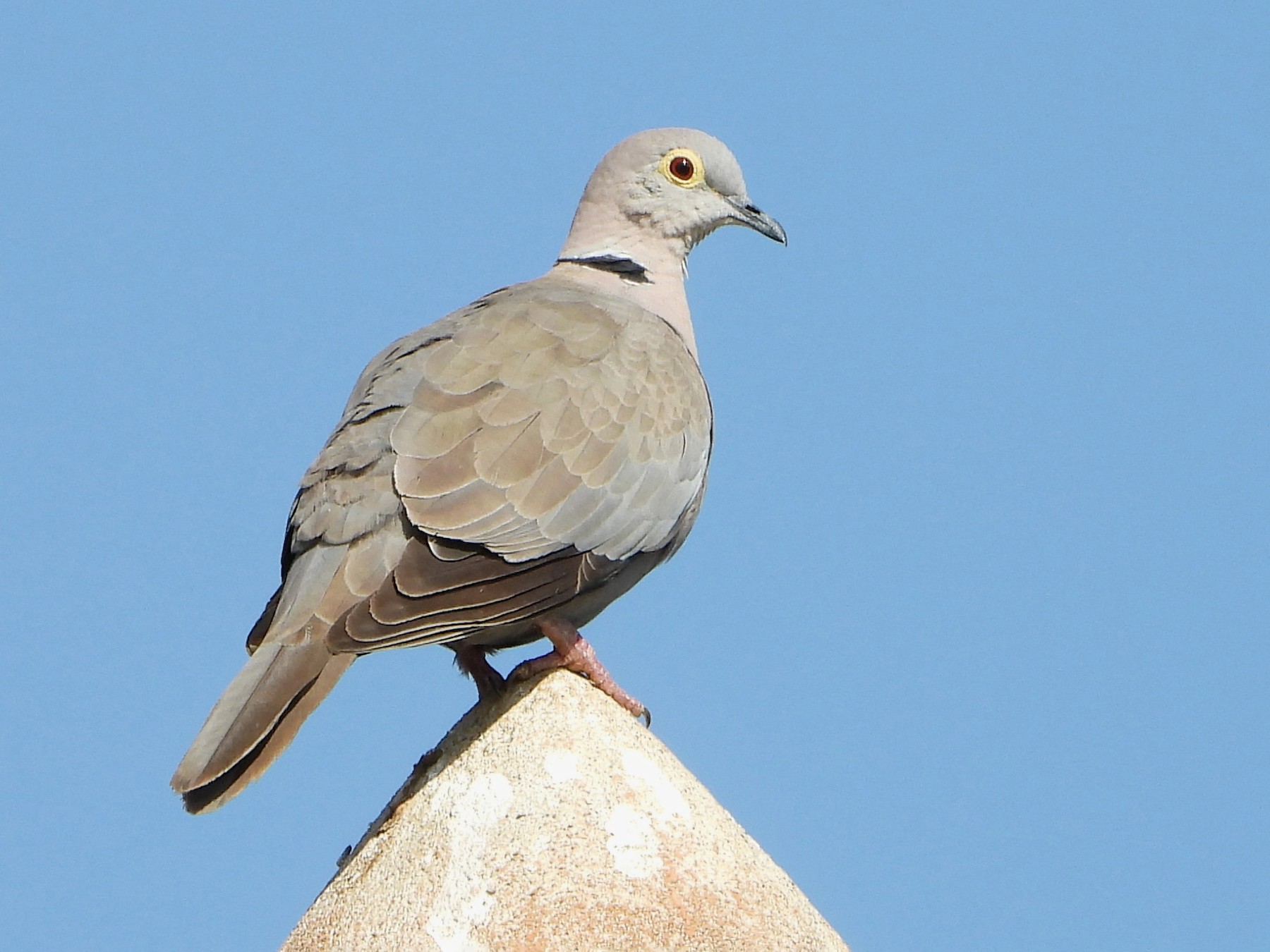 Burmese Collared-Dove - eBird
