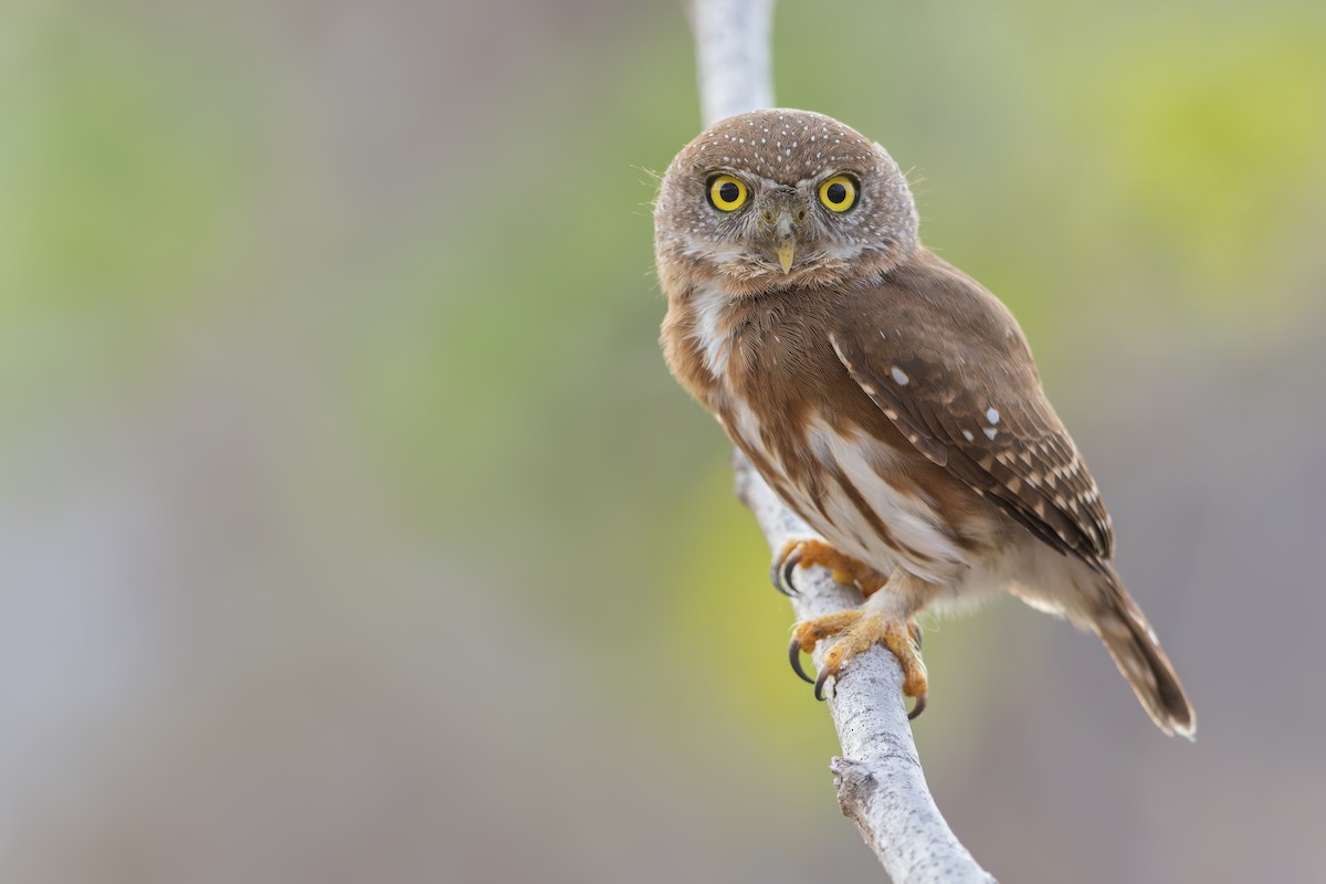 ML476790631 - Colima Pygmy-Owl - Macaulay Library