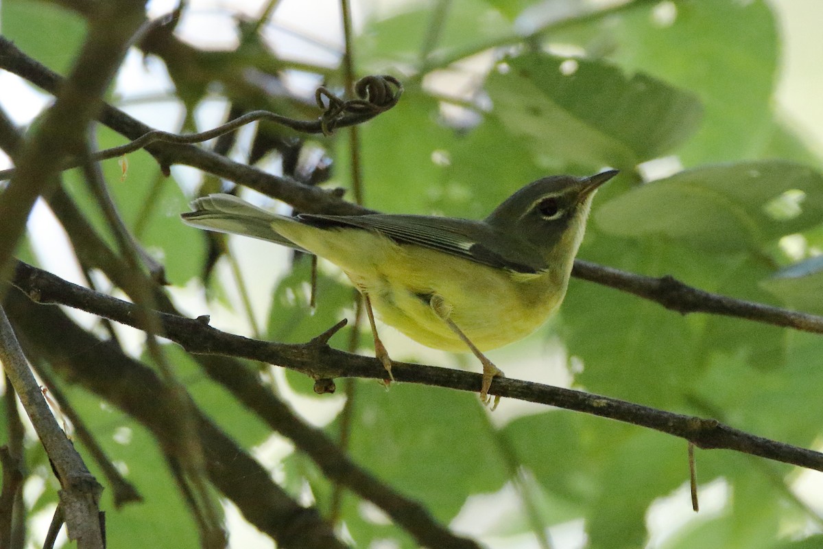 Maryland-DC Breeding Bird Atlas Checklist - 20 Aug 2022 - Falling ...