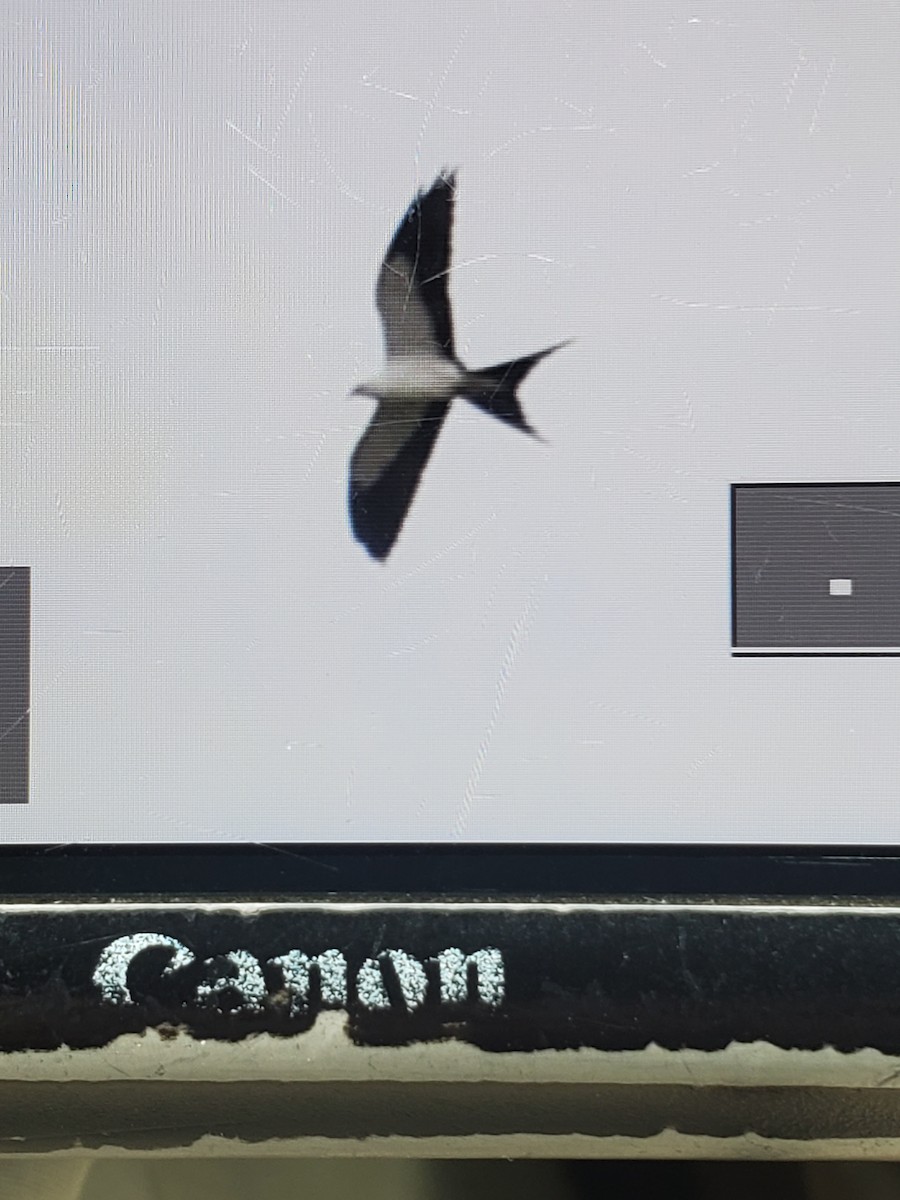 eBird Checklist - 20 Aug 2022 - 107 Church Street, Virden, New Mexico, US (32.687, -109.003) - 3 ...