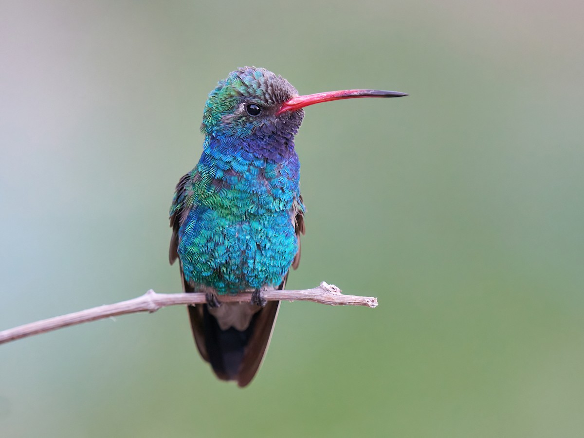 Broad-billed Hummingbird - Cynanthus latirostris - Birds of the World