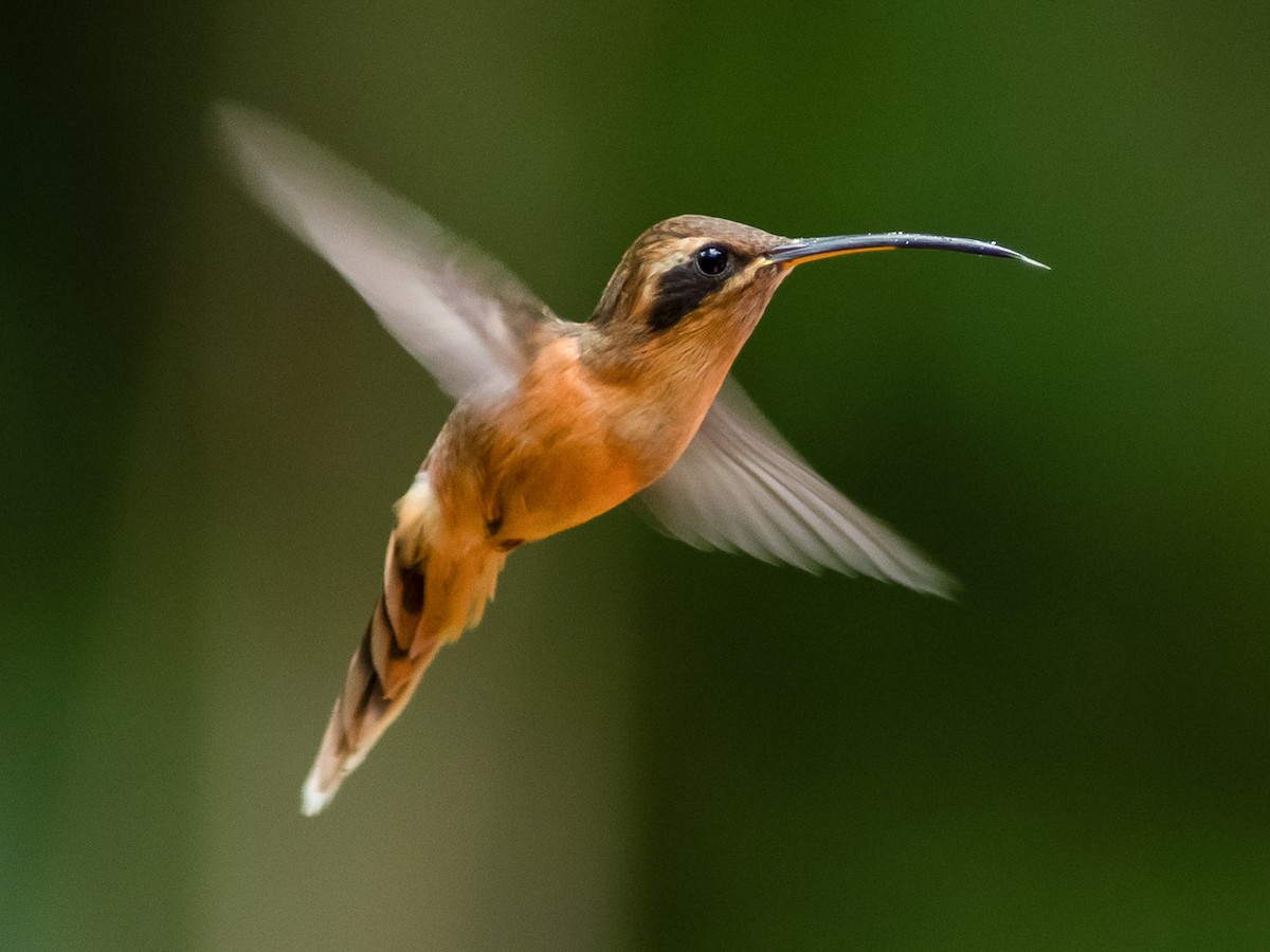 Gray-chinned Hermit - Phaethornis griseogularis - Birds of the World