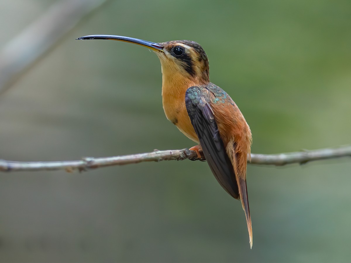Reddish Hermit - Phaethornis ruber - Birds of the World