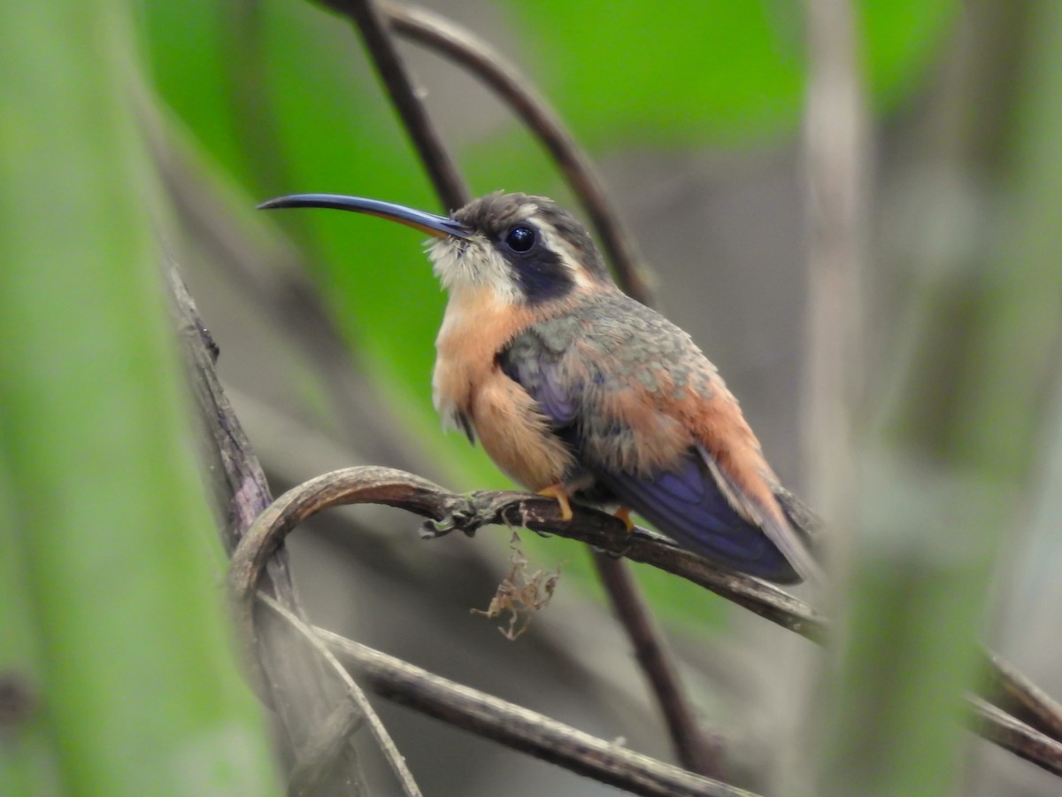 White-browed Hermit - Phaethornis stuarti - Birds of the World