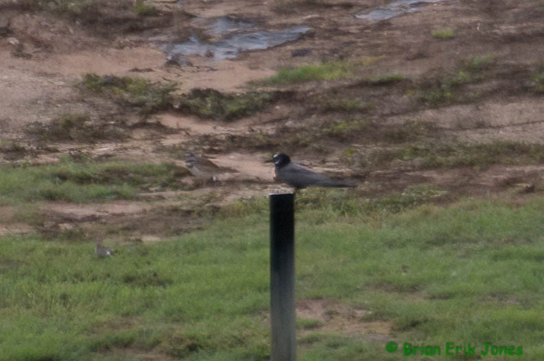 eBird Checklist - 20 Aug 2022 - Arthur Pack Regional Park - 10 species