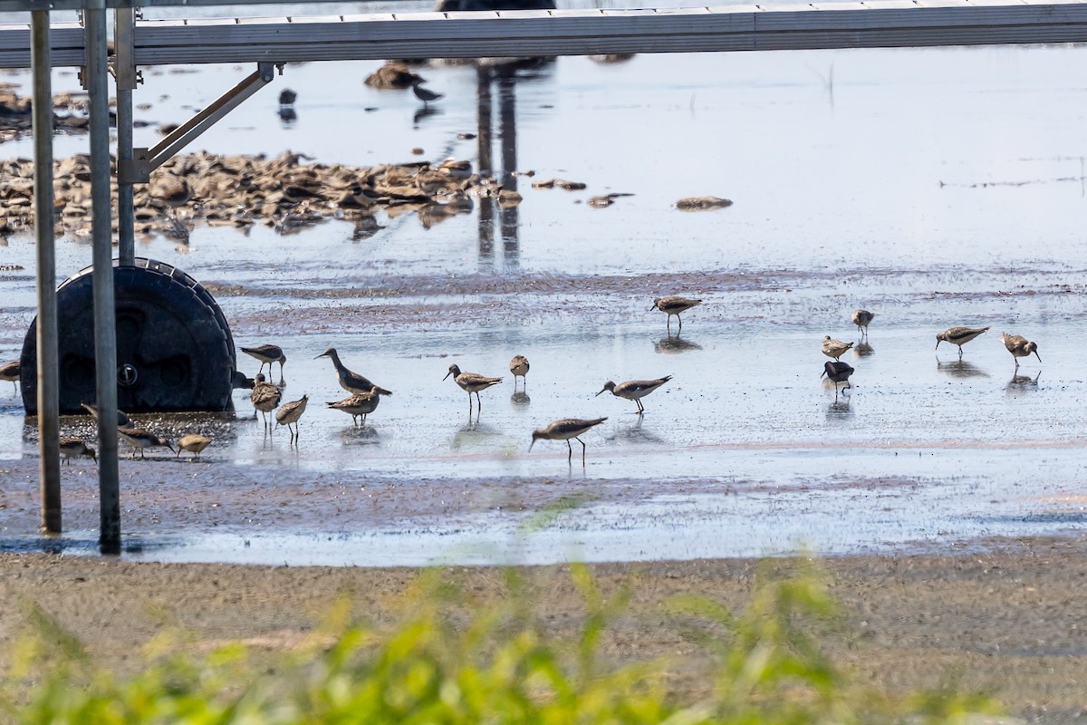 eBird Checklist - 20 Aug 2022 - Maquam WMA / Swanton Town Beach - 15 ...
