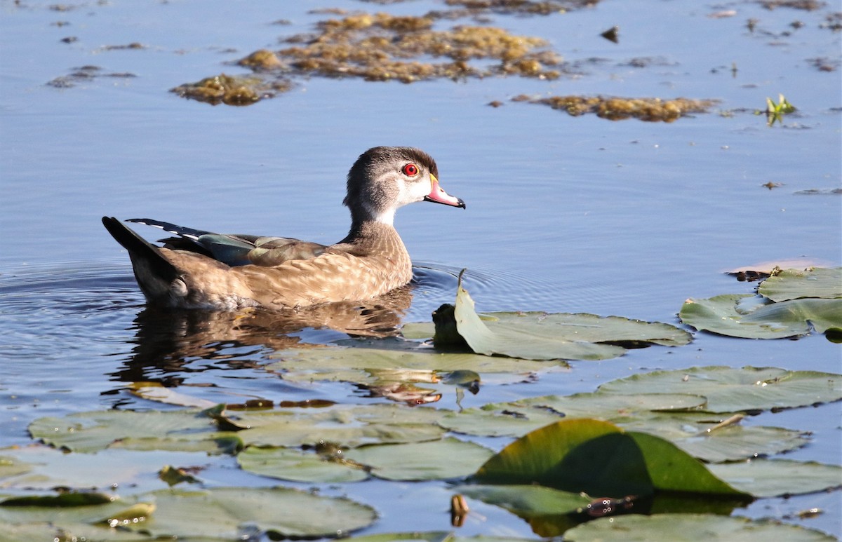 eBird Checklist - 20 Aug 2022 - Lac à l'Anguille - 35 species