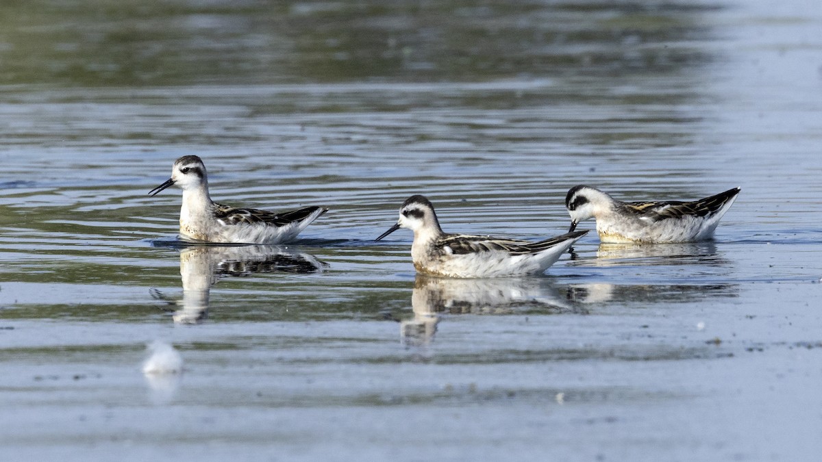 Montana eBird Checklist - 20 Aug 2022 - Helena Valley Regulating ...