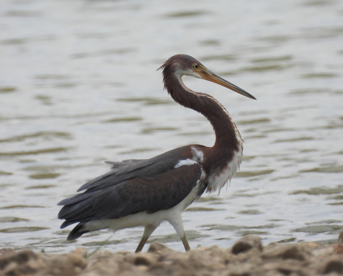 eBird Checklist - 20 Aug 2022 - Joe Pool Lake--Britton Pk (Tarrant Co ...