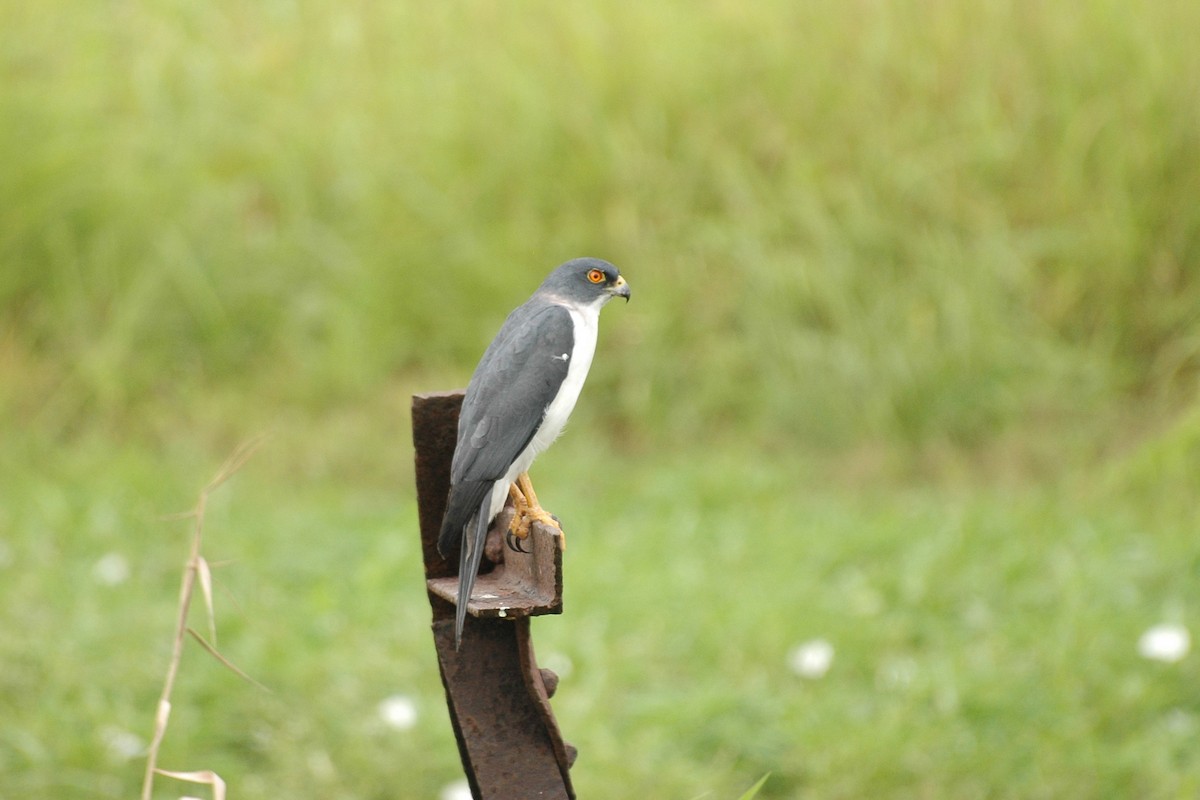 Pied Goshawk - Accipiter albogularis - Birds of the World