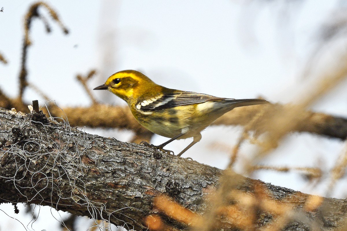 eBird Checklist - 21 Aug 2022 - Edmonton - Raven Crest Golf Course ...