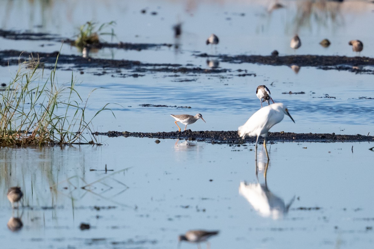 ML477117041 Tringa sp. Macaulay Library