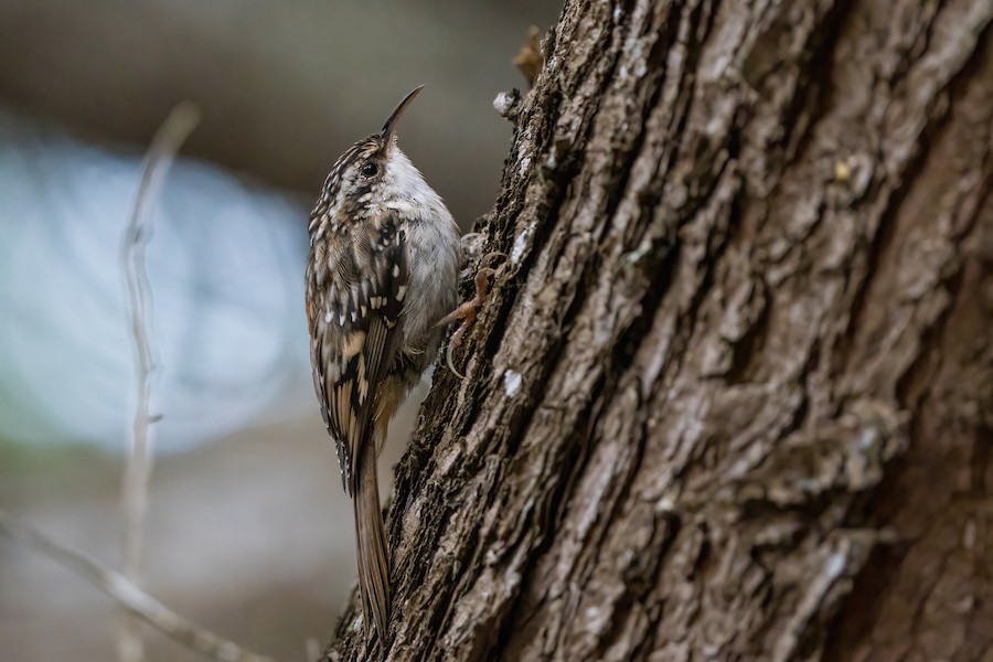 Brown Creeper (occidentalis Group) - eBird