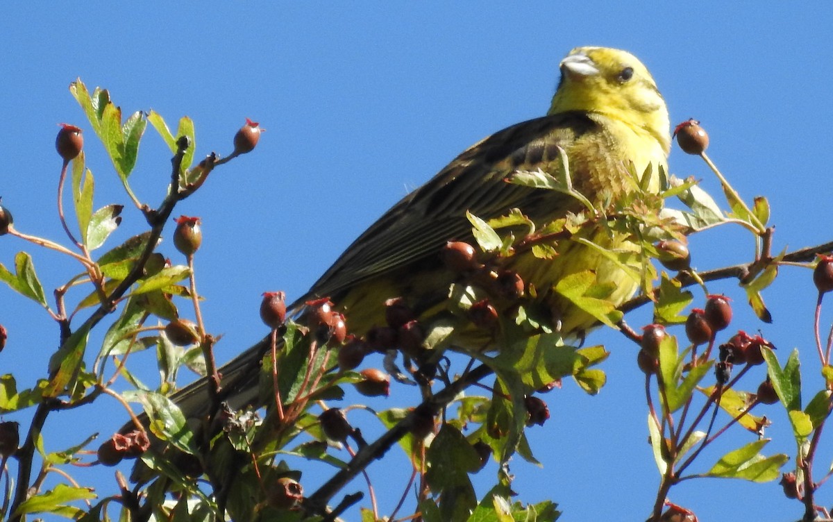 ML477157651 Yellowhammer Macaulay Library