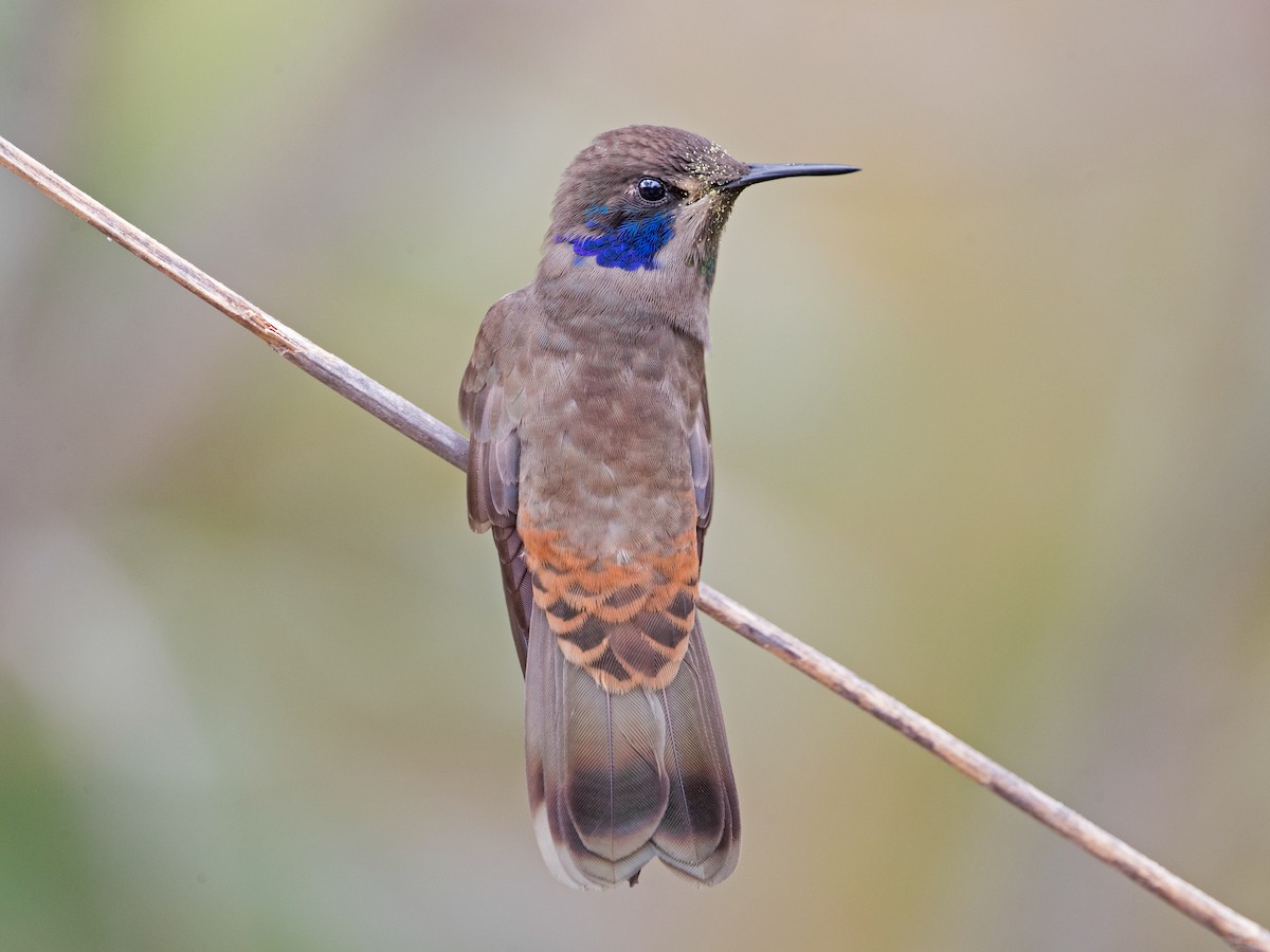 Brown Violetear - Colibri delphinae - Birds of the World
