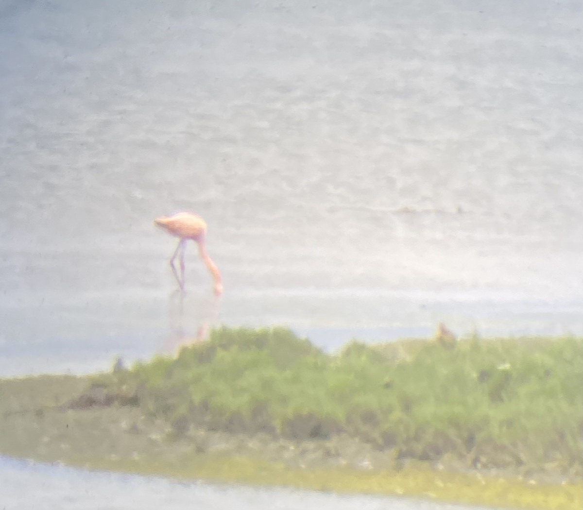 eBird Checklist - 21 Aug 2022 - Tijuana River mouth & beach - 35 species