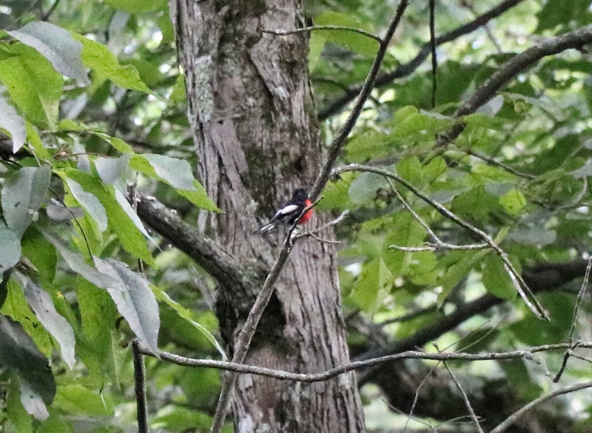 eBird Checklist - 21 Aug 2022 - Lakewood Forest Preserve - 11 species