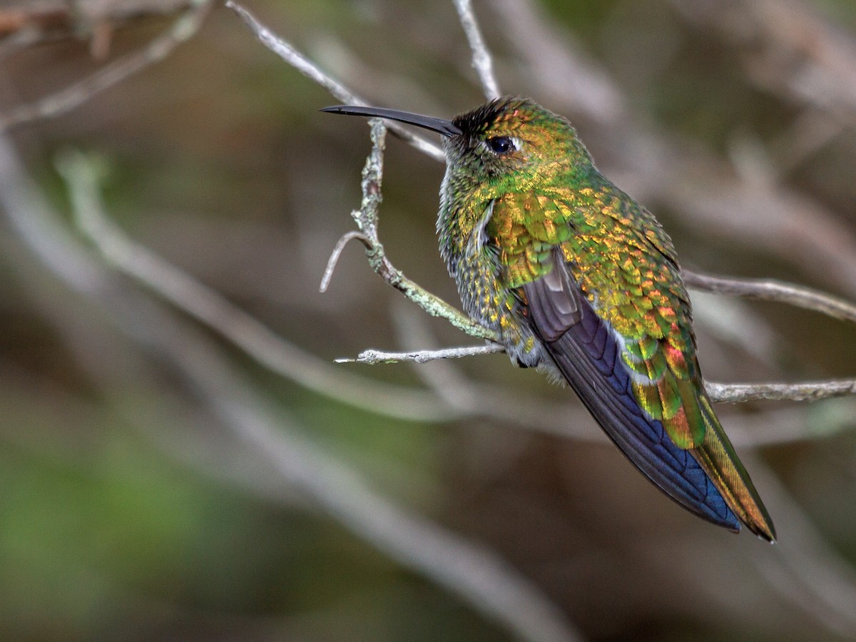 Tepui Goldenthroat - Polytmus milleri - Birds of the World