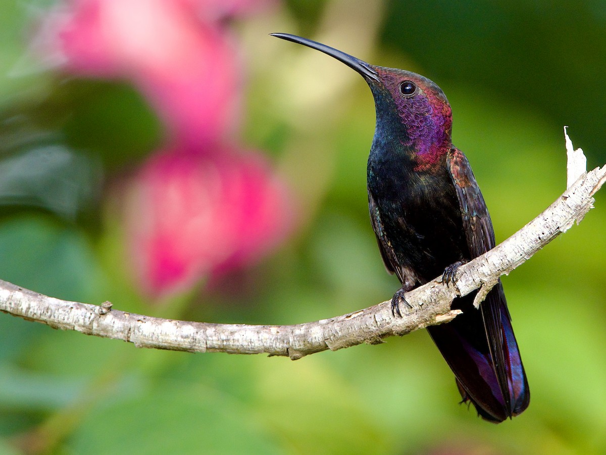 Jamaican Mango - Anthracothorax mango - Birds of the World