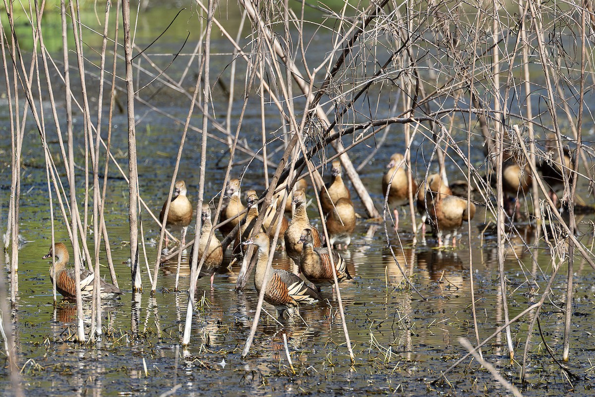 eBird Checklist - 20 Aug 2022 - Ban Ban Springs - 15 species