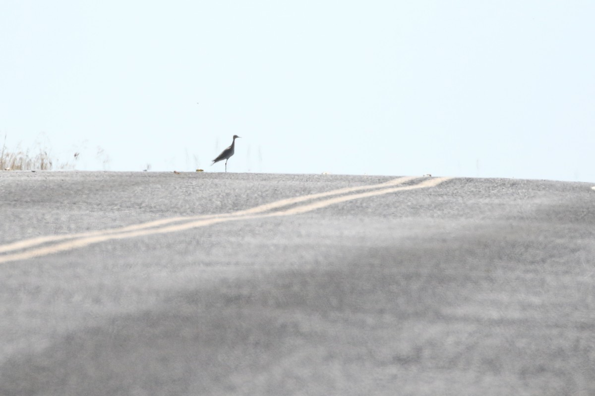 eBird Checklist - 21 Aug 2022 - Waterville Plateau - 11 species