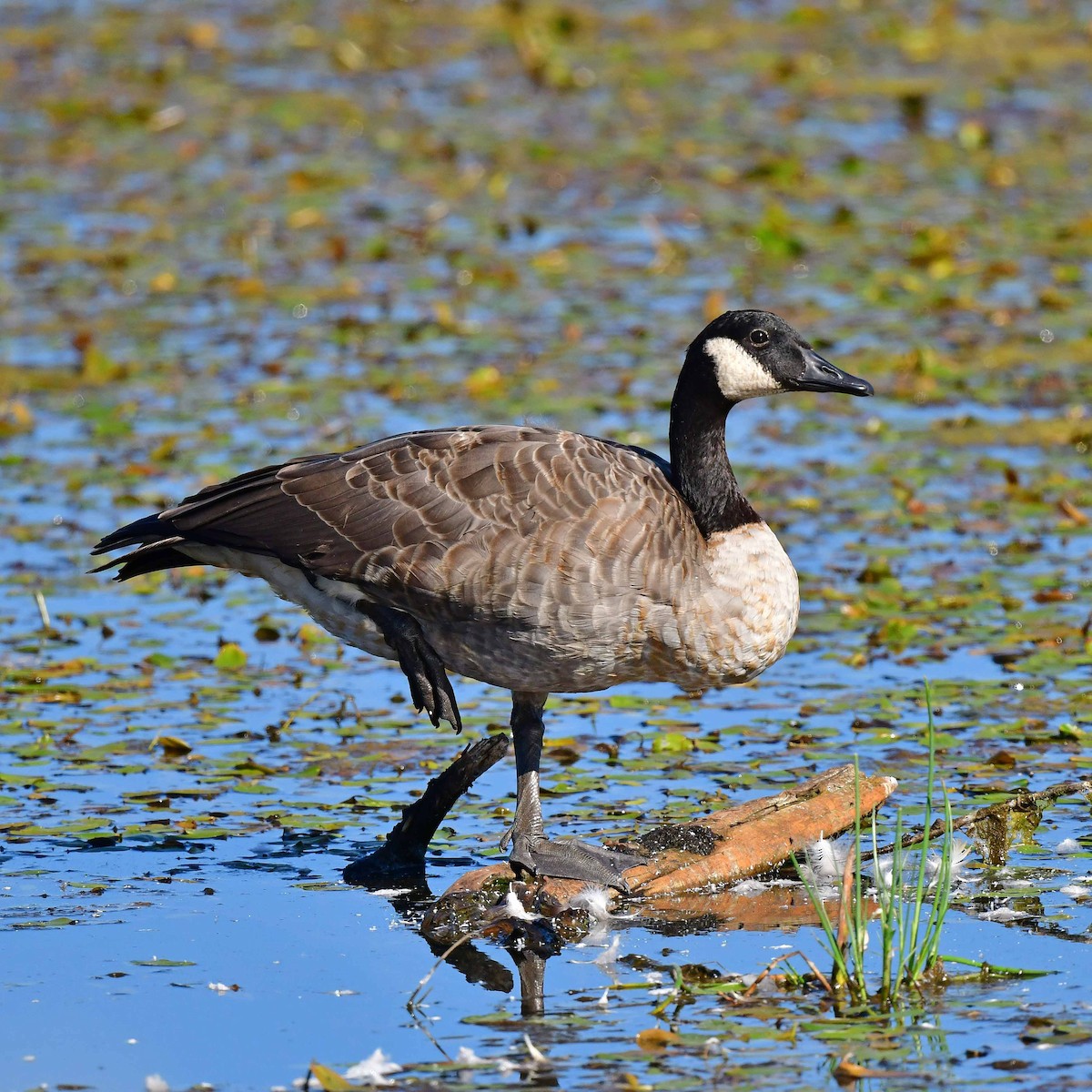 eBird Québec Checklist - 22 Aug 2022 - Site minier East Sullivan - 34 ...