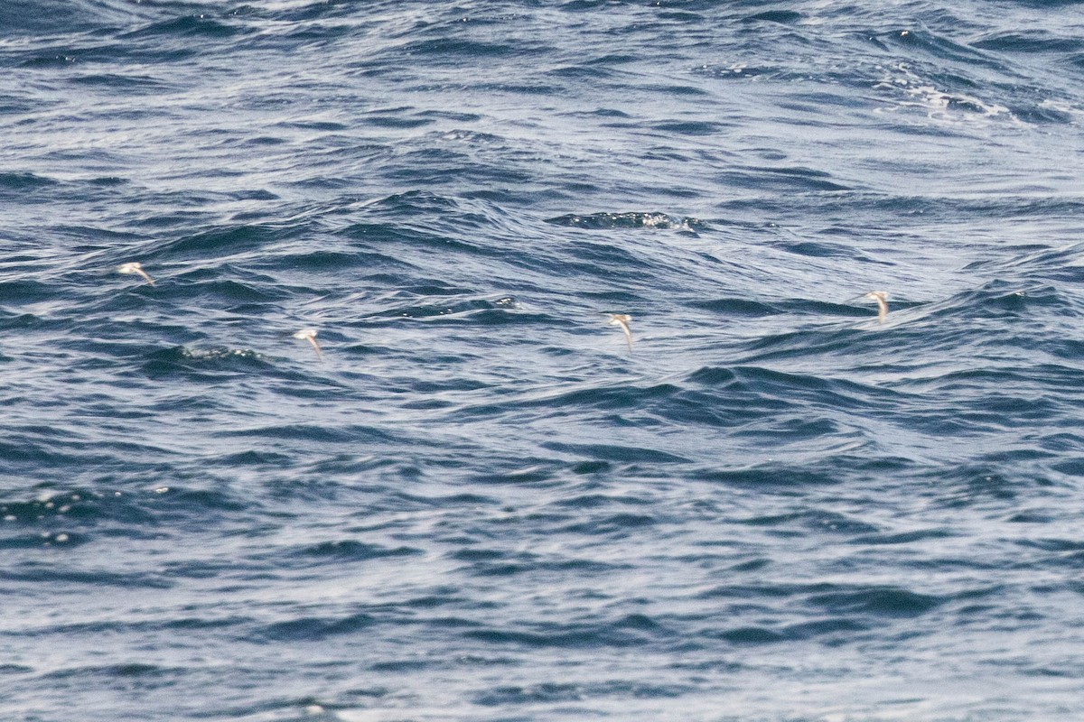 eBird Checklist - 15 Aug 2022 - Brooklyn Pelagic Trip 08152022 L - 3 ...