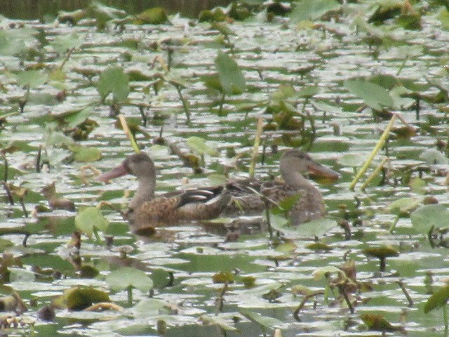 eBird Checklist - 22 Aug 2022 - WVU - JW Ruby Research Farm, Reedsville ...