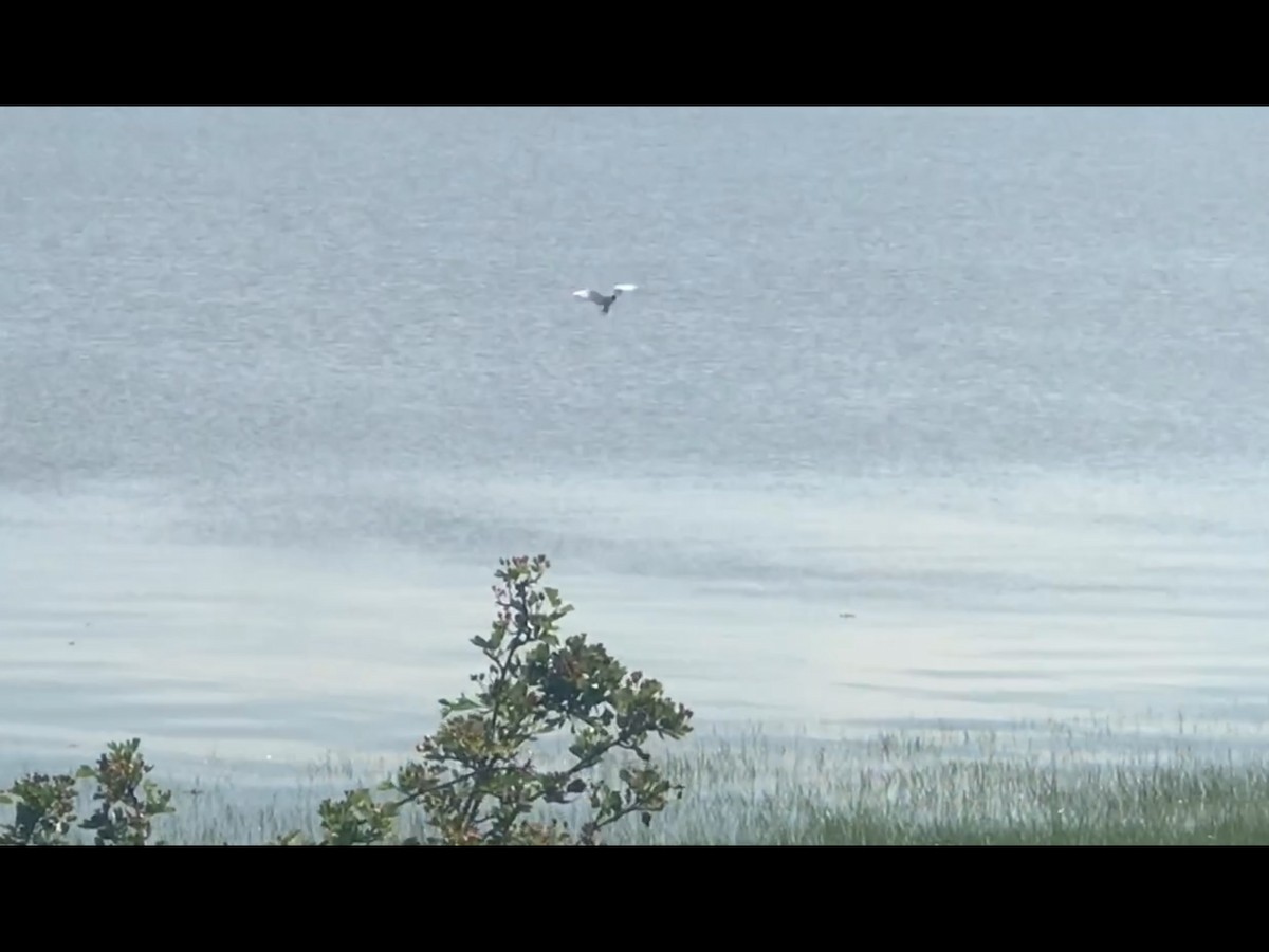 eBird Checklist - 12 Jun 2021 - Rainham Marshes RSPB Reserve - 39 species