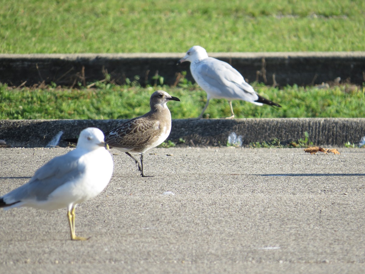 eBird Checklist - 22 Aug 2022 - Salamonie Lake--Lost Bridge West State ...