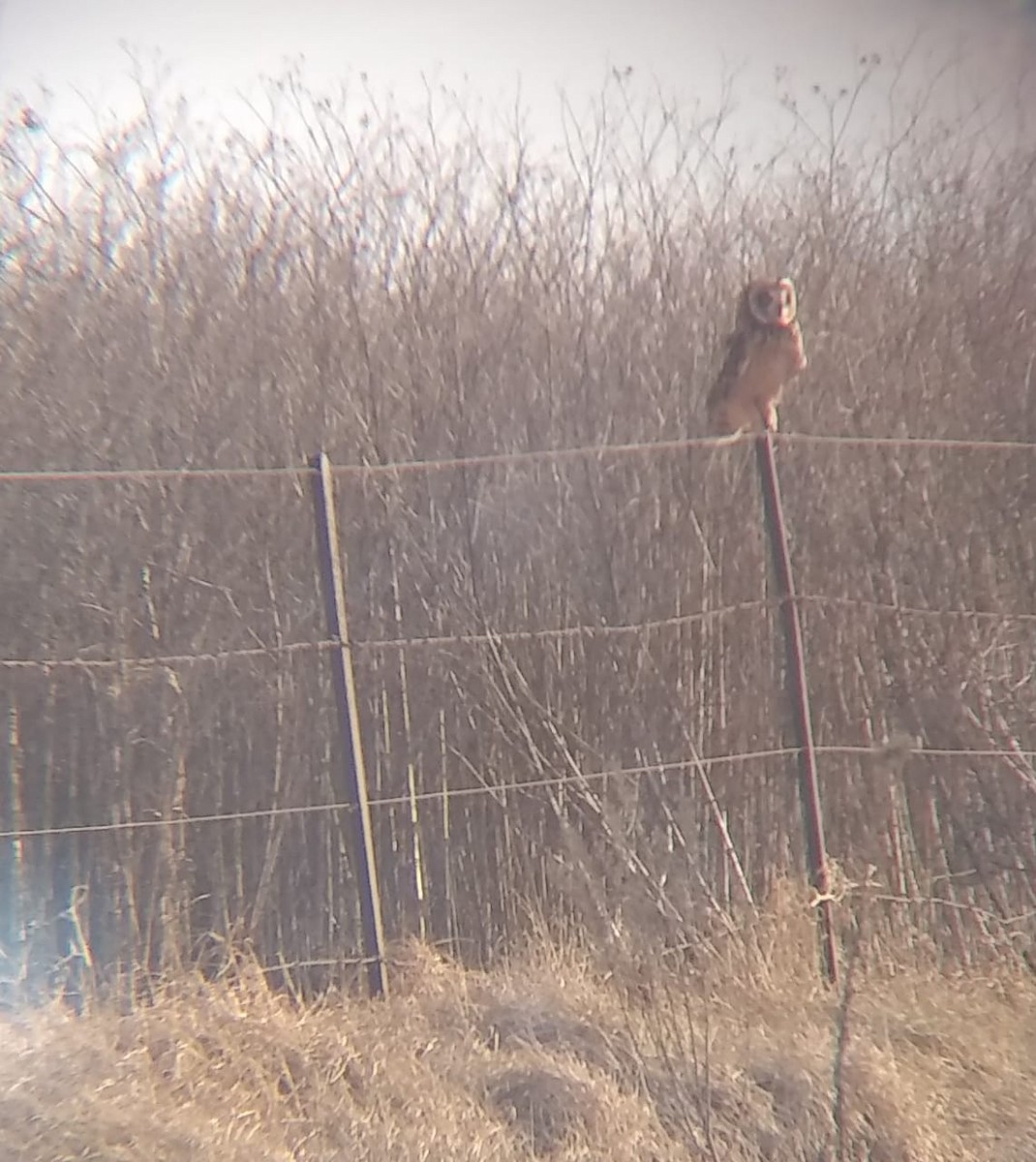 eBird Argentina Checklist - 21 Aug 2022 - canal norte - 8 species